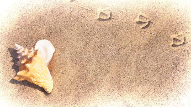 Large Conch Shell on the Beach 1 Stock Image - Image of tourism, shells ...