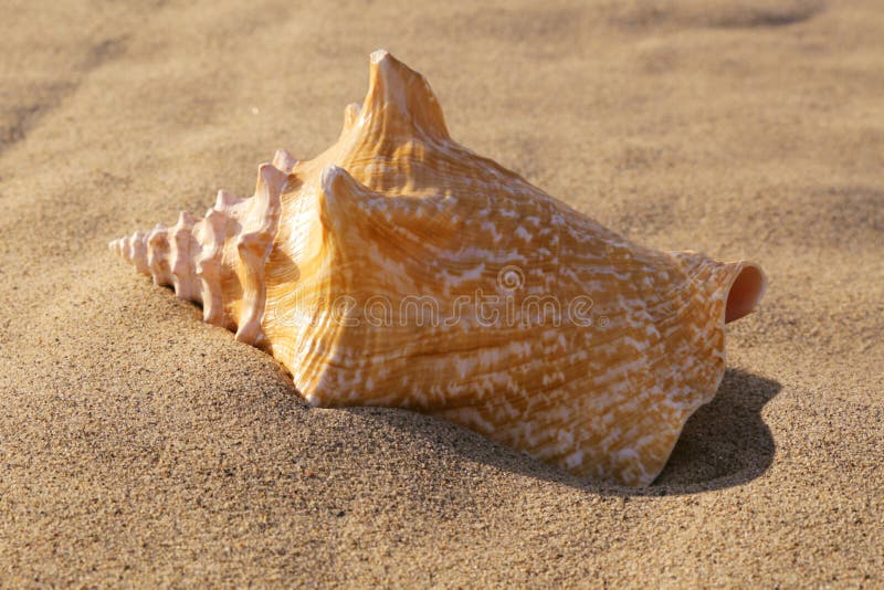Large Conch Shell on the Beach 3 Stock Image - Image of shell, sunny ...
