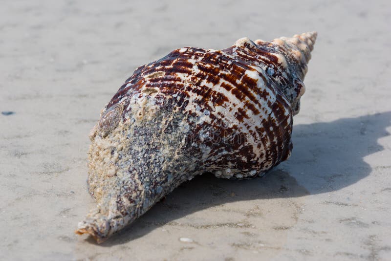 Large Conch Shell on the Beach Stock Image - Image of giant, copyspace ...