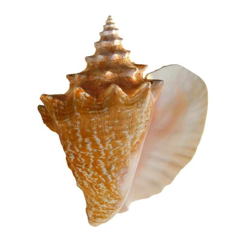 Conch Shell On White Background 1 Stock Photo - Image of shape, marine ...