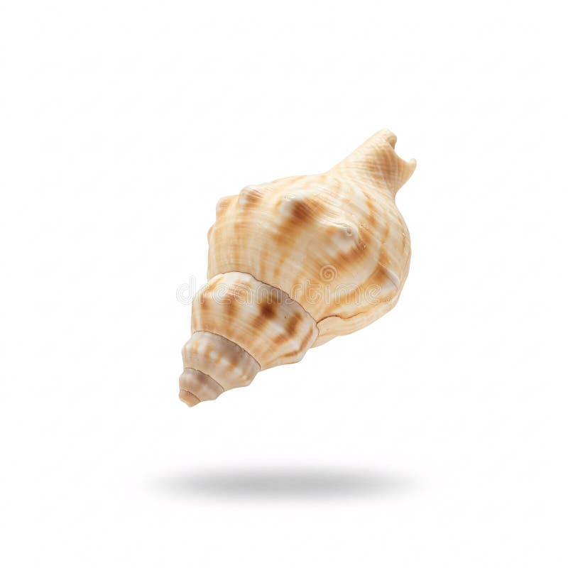 Large Conch Shell with a Pronounced Texture, Appearing To Be Falling ...