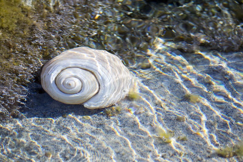 Large Conch Under the Sea Surface Stock Image - Image of vacation ...