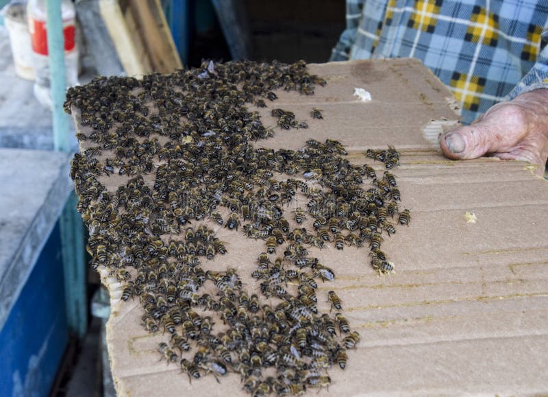 A Large Congestion of Bees on a Sheet of Cardboard. Swarming of the ...
