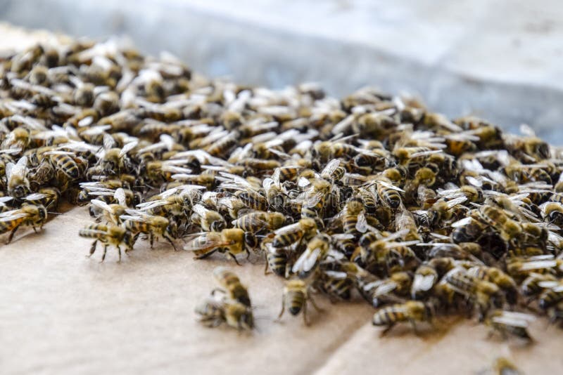 A Large Congestion of Bees on a Sheet of Cardboard. Swarming of the ...