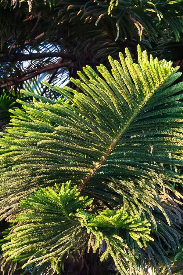 A Large Conifer Tree Called a Norfolk Island Pine Stock Image - Image ...