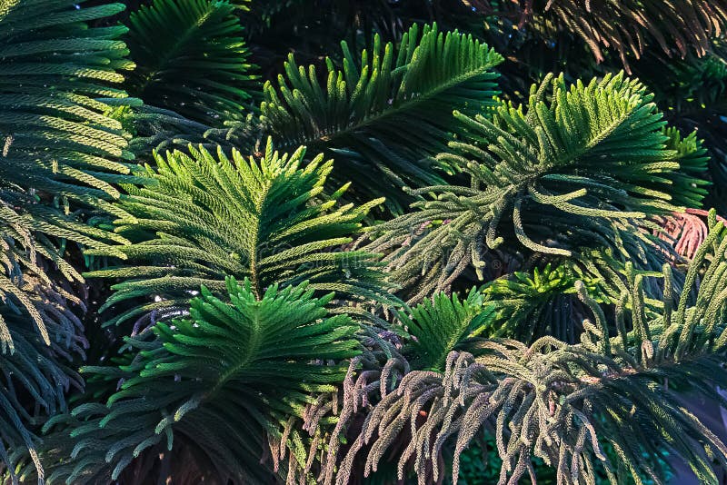 A Large Conifer Tree Called a Norfolk Island Pine Stock Photo - Image ...