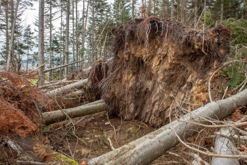 Large Conifer Trees Uprooted in a Forest Stock Photo - Image of nature ...