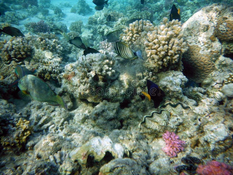 Large coral reef seabed stock photo. Image of cute, large - 83758712