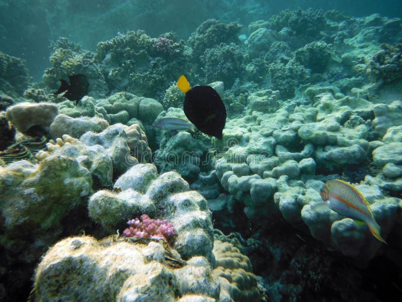 A Large Coral Rock Lies Exposed at Quinale Beach, Anda, Bohol Stock ...