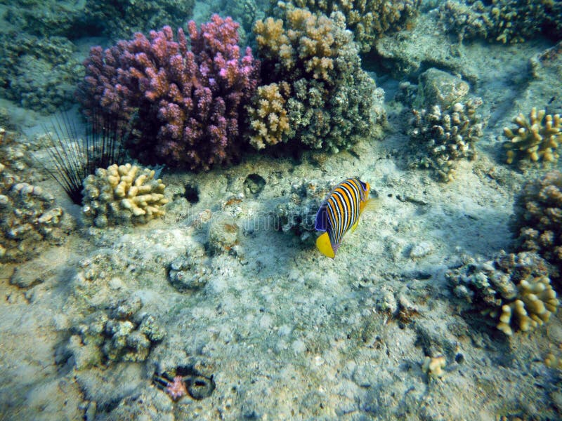 A Large Coral Rock Lies Exposed at Quinale Beach, Anda, Bohol Stock ...