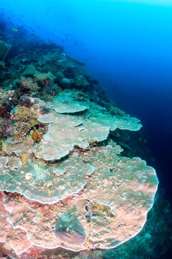 Hard Corals Illuminated by Sunlight Stock Photo - Image of alam, life ...