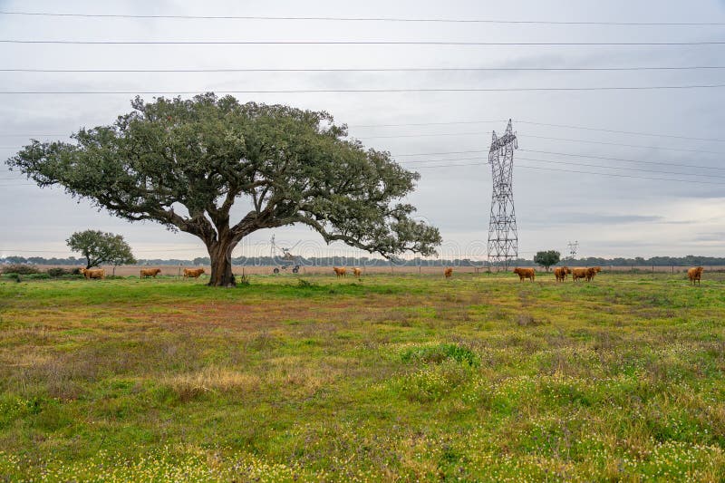 Large Cork Oak Tree in a Rural Environment. Stock Image - Image of hill ...