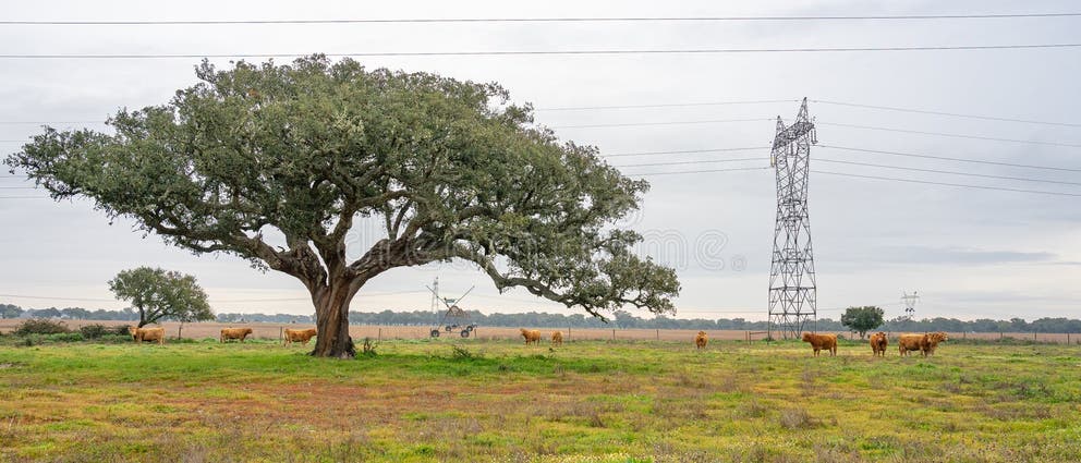 Large Cork Oak Tree in a Rural Environment. Stock Photo - Image of soil ...