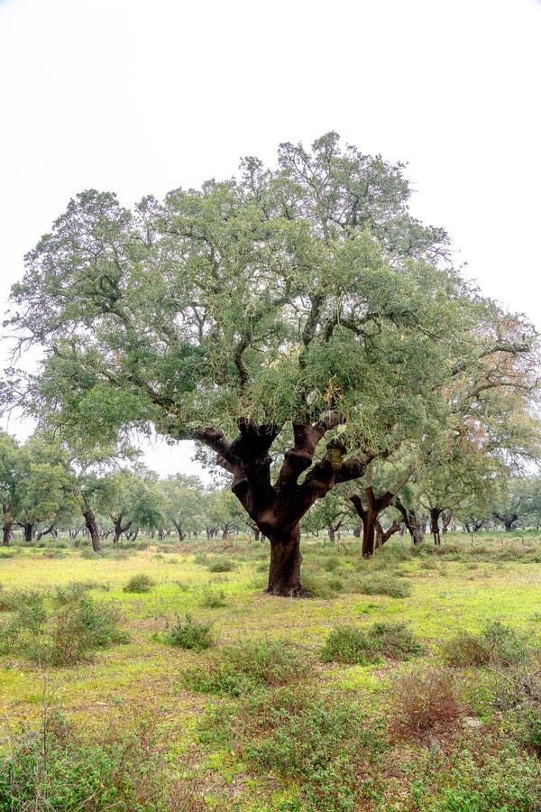 Large Cork Oak Tree in a Rural Environment. Stock Photo - Image of ...