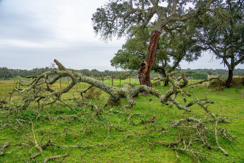 Large Cork Oak Tree in a Rural Environment. Stock Image - Image of ...
