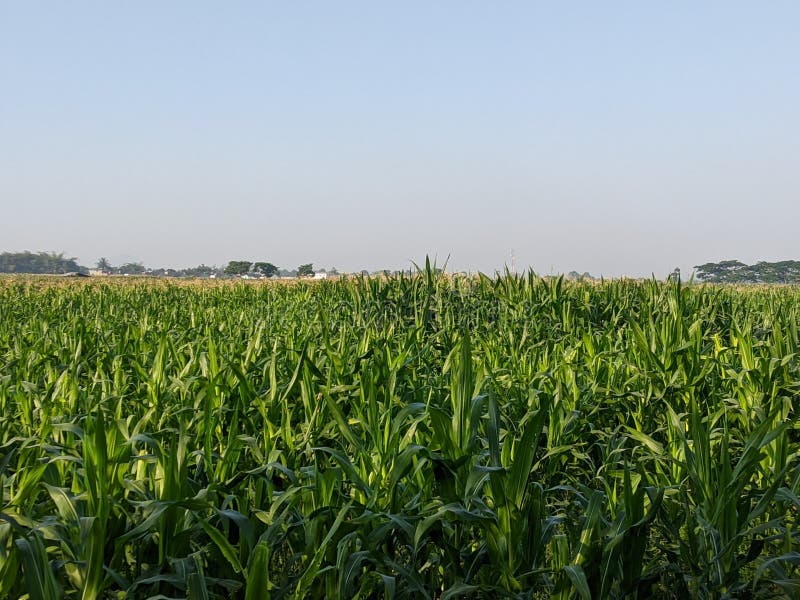 A large corn field stock image. Image of beautiful, corn - 339347309