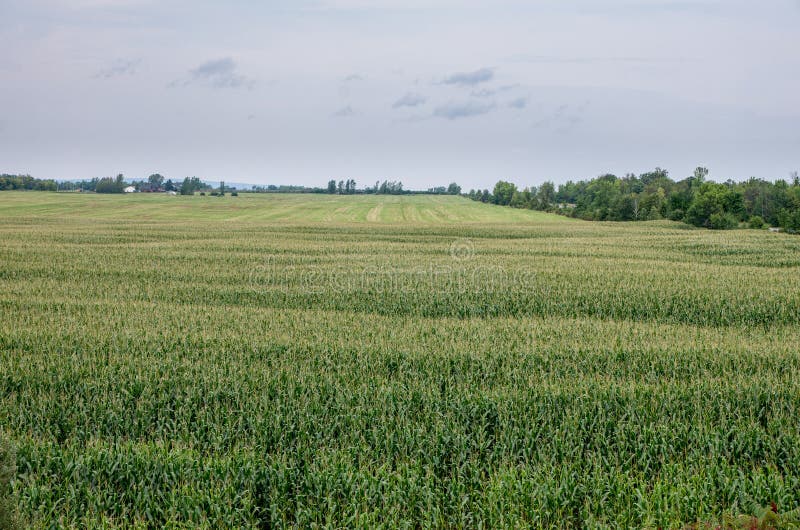 Large corn field stock image. Image of cereal, beauty - 106854999