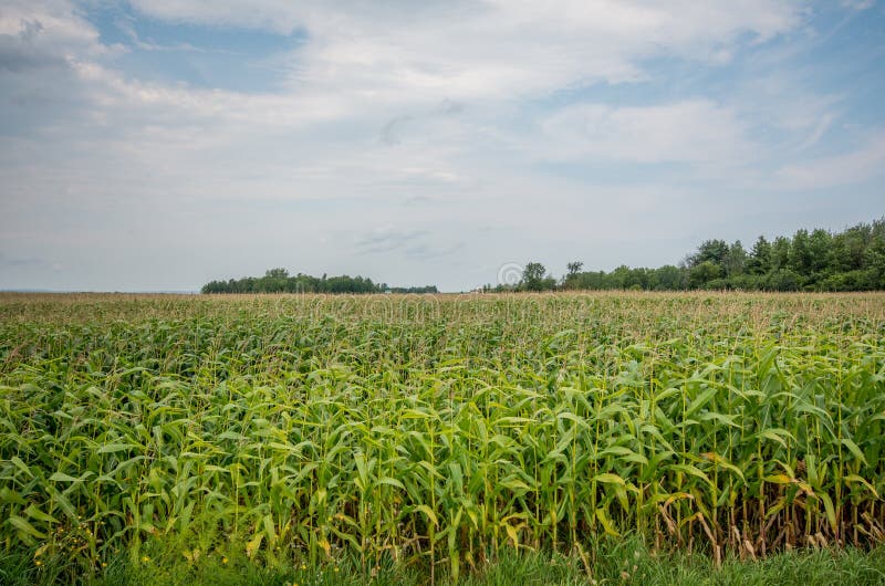 Large corn field stock image. Image of cultivated, harvest - 106855053