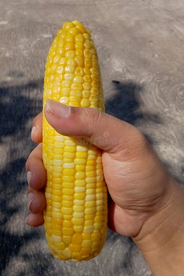 A Large Corn in the Hands of a Person. Stock Photo - Image of corn ...