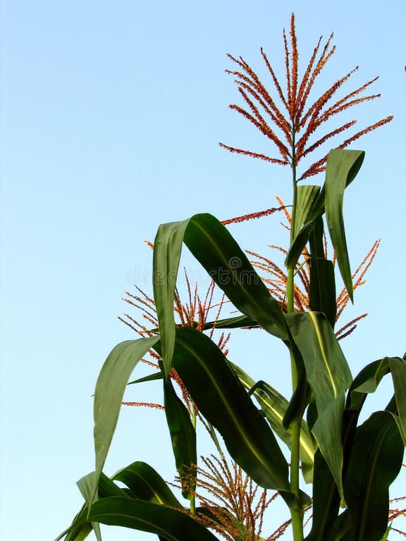 Large Corn Plant stock photo. Image of ears, starch, stem - 525120