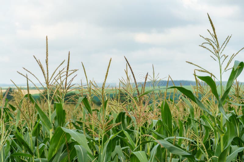 A Large Cornfield and White Fluffy Clouds. a Farm for Growing Corn for ...
