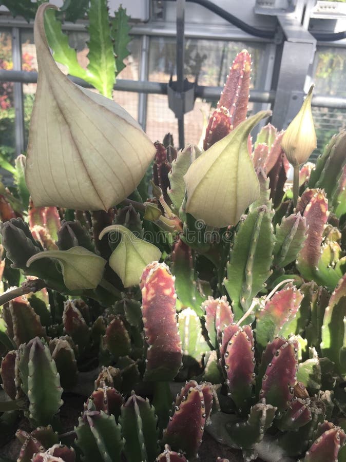 Large Corpse Flower in Bloom -carrion Flower Stock Photo - Image of ...