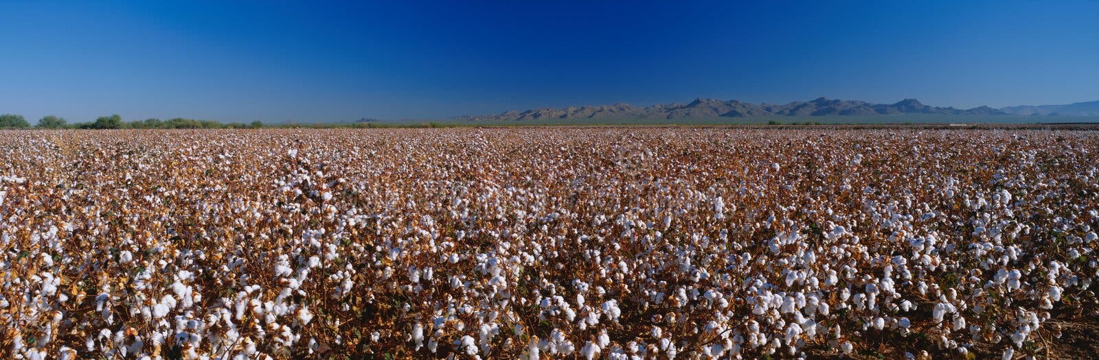 Alabama Cotton Field stock image. Image of yarn, gossypium - 16672357