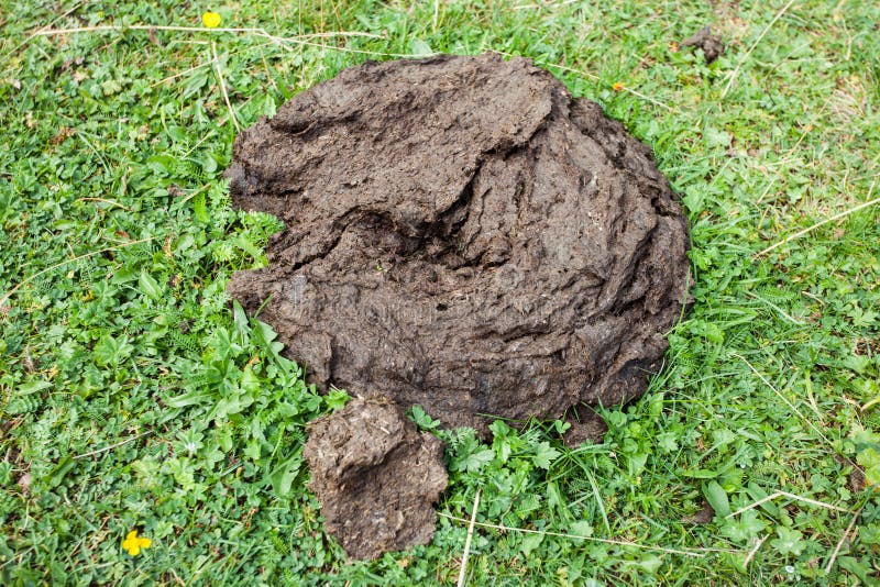 A large cow dung stock photo. Image of vacation, brown - 236001650