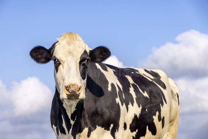 Large Cow Spotted Black and White, Looking Soft, Pink Nose, in Front of ...