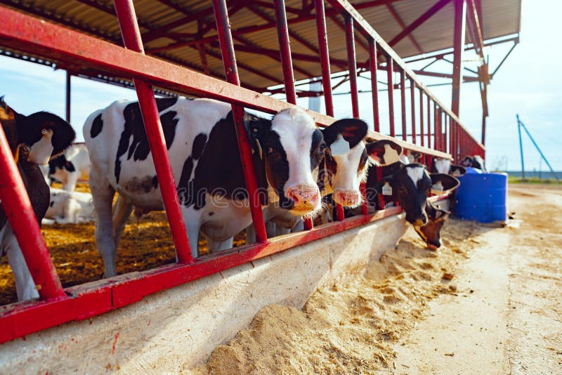 Large Cowshed with Milky Cows on the Farm Stock Photo - Image of feed ...