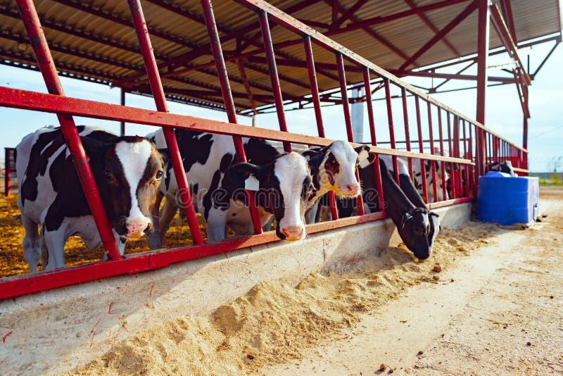 Large Cowshed with Milky Cows on the Farm Stock Photo - Image of ranch ...