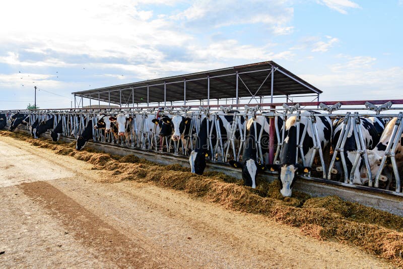 Large Cowshed with Milky Cows on the Farm Stock Image - Image of ...