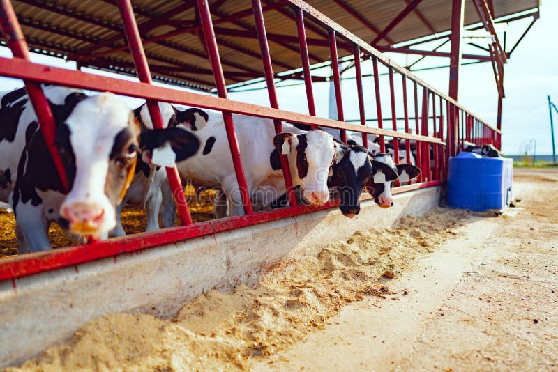 Large Cowshed with Milky Cows on the Farm Stock Photo - Image of animal ...