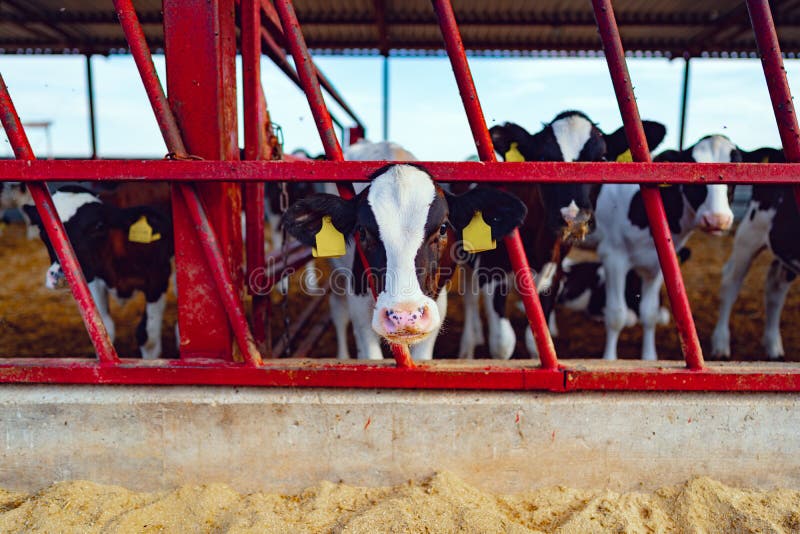 Large Cowshed with Milky Cows on the Farm Stock Image - Image of ...
