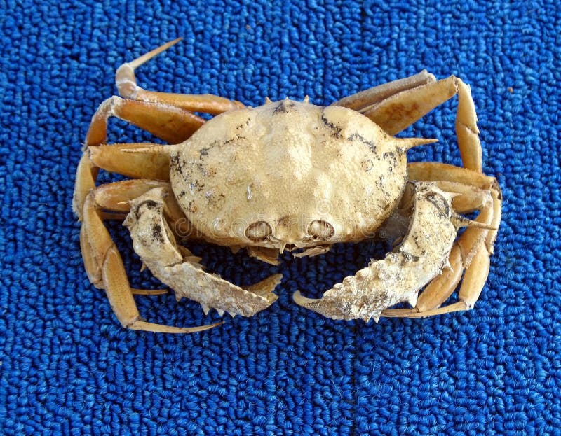 165 Crab Skeleton Stock Photos - Free & Royalty-Free Stock Photos from ...