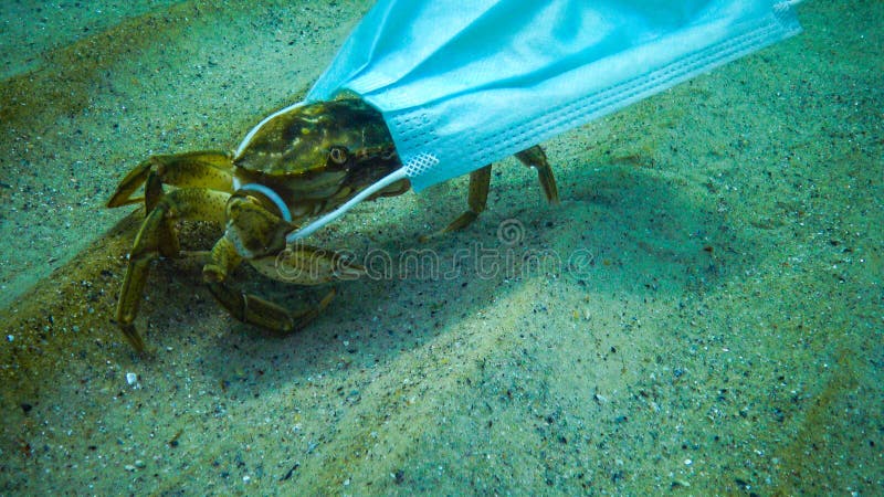 Large Crab Carcinus Entangled in Medical Mask, Ocean Pollution with ...