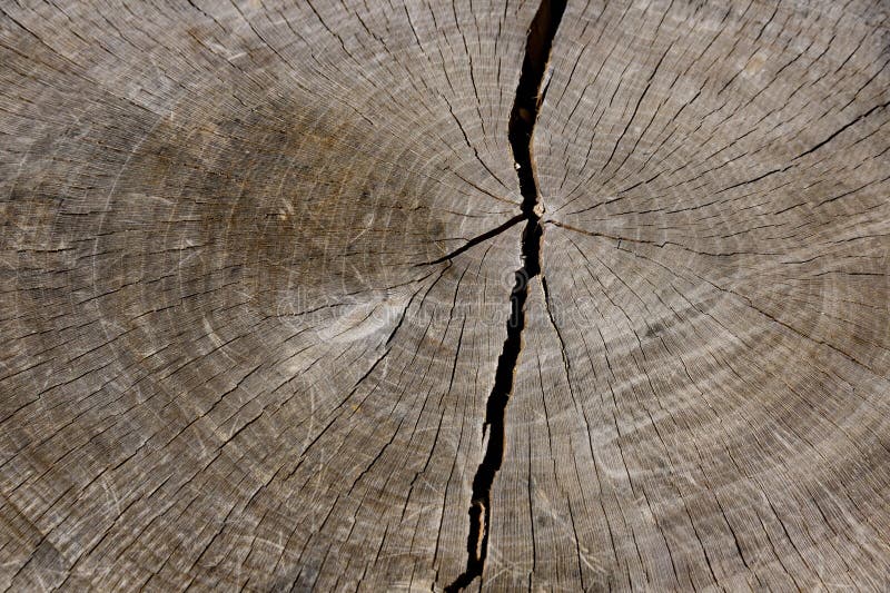 A Large Crack on a Cut of an Oak Tree, Texture, Pattern, Background ...