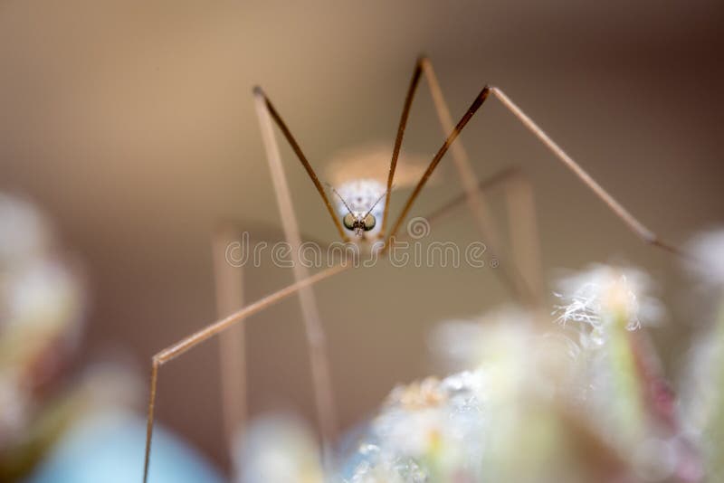 Large Crane Fly on a Flower Stock Photo - Image of mosquito, tipula ...