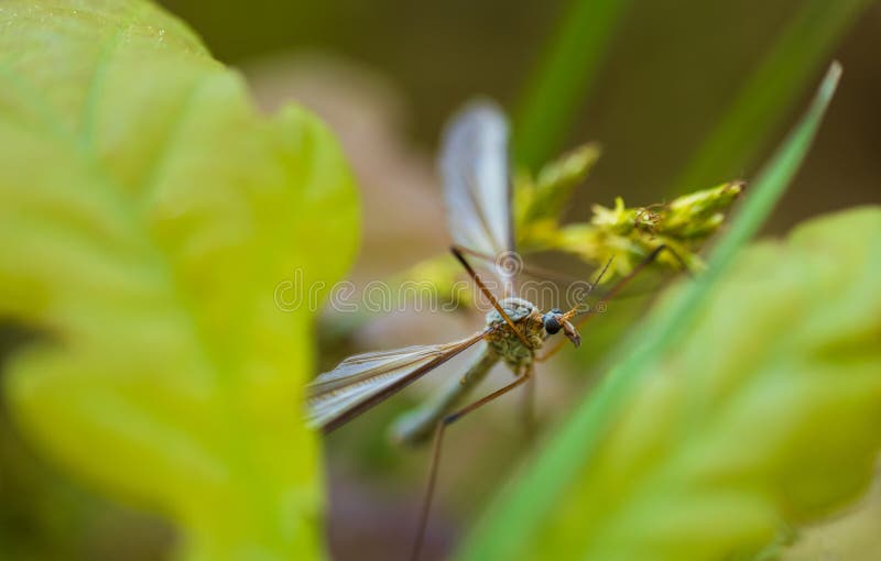 Large Cranefly, Tipula Maxima Insect Sitting on Leaf. Macro Animal ...