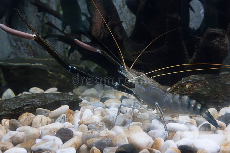 Large crayfish stock photo. Image of beautiful, rock - 53566540