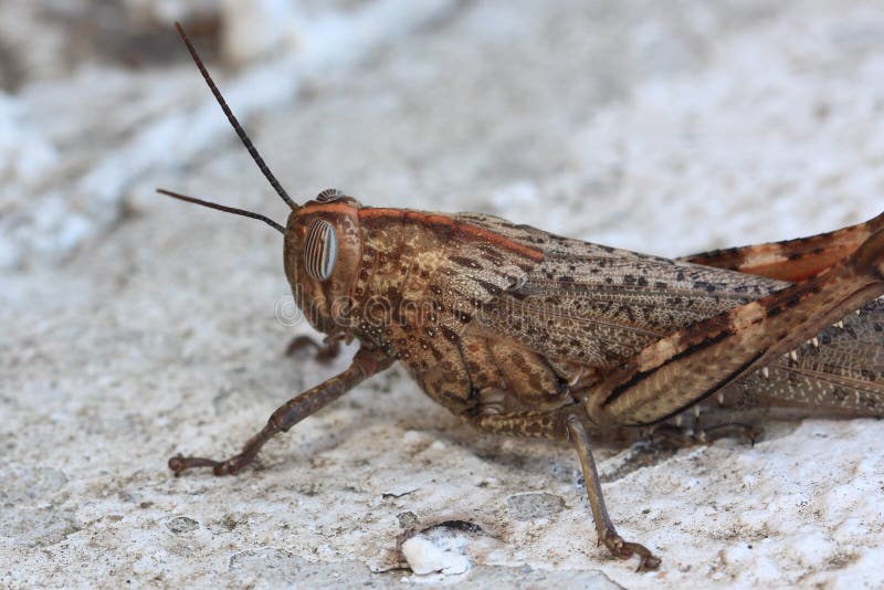 Large cricket stock photo. Image of scary, wall, brown - 16323220