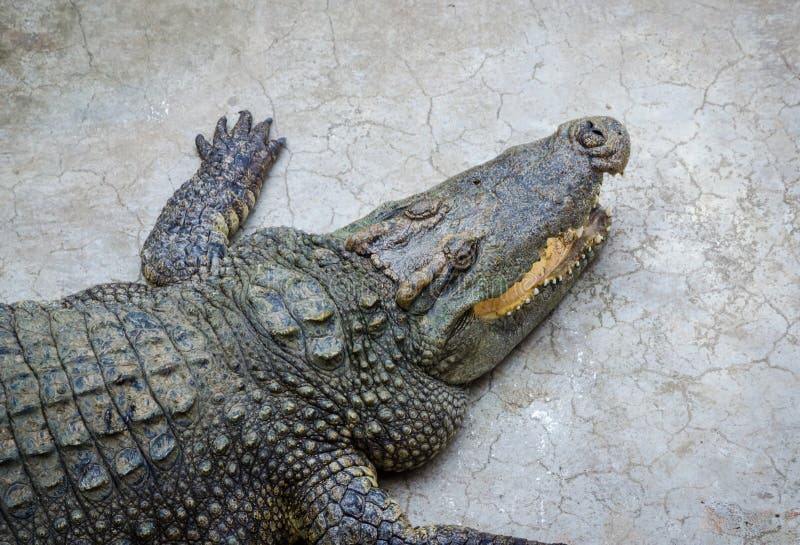 Large Crocodile Portrait. Big Crocodiles Resting. Crocodile Head Stock ...