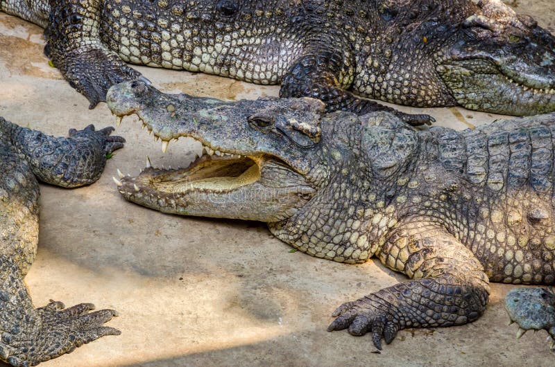 Large Crocodile Portrait. Big Crocodiles Resting. Crocodile Head Stock ...