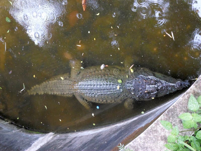 Large Crocodile Resting in a Muddy Pond with Raindrops Creating Ripples ...