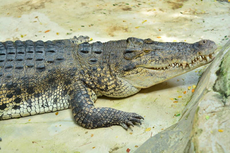 Large crocodile. stock photo. Image of open, flesh, gators - 45420856