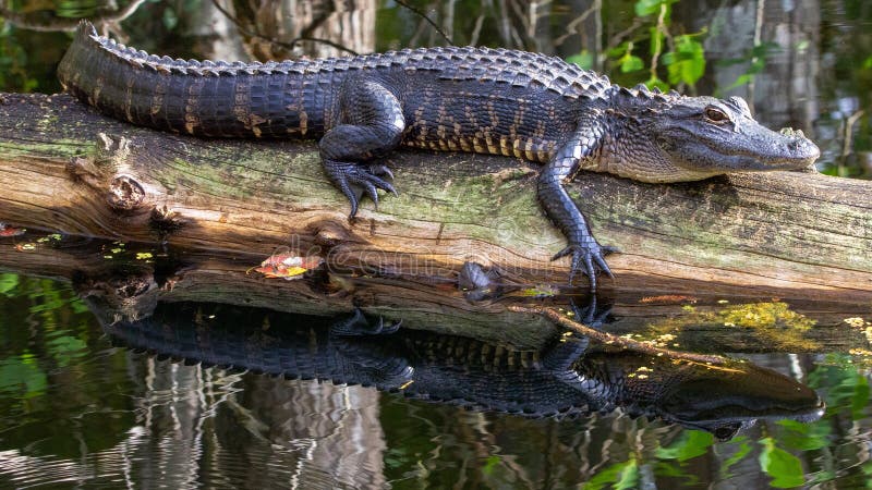 Large crocodile on a tree. stock photo. Image of amphibian - 241339492