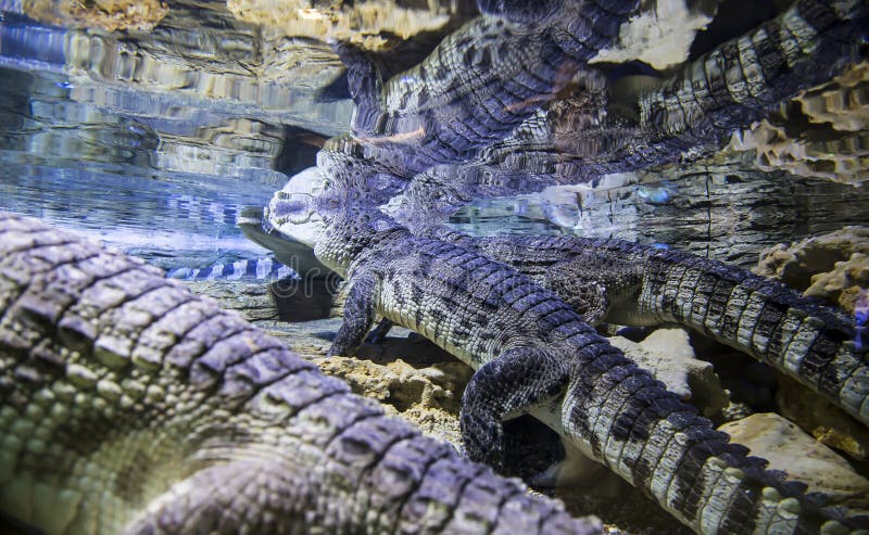 Large Crocodiles Under Water, Closeup, Stock Image - Image of reptile ...