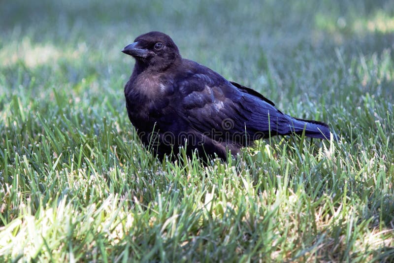 Large Crow with a Long Shiny Black Beak Stock Photo - Image of nature ...