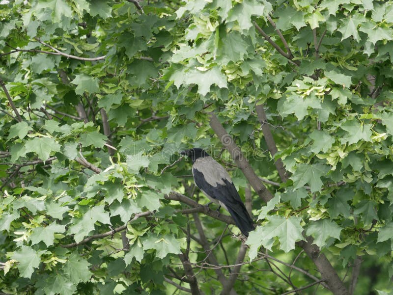 Large Crow Sitting on a Branch of Maple with Green Leaves Stock Photo ...
