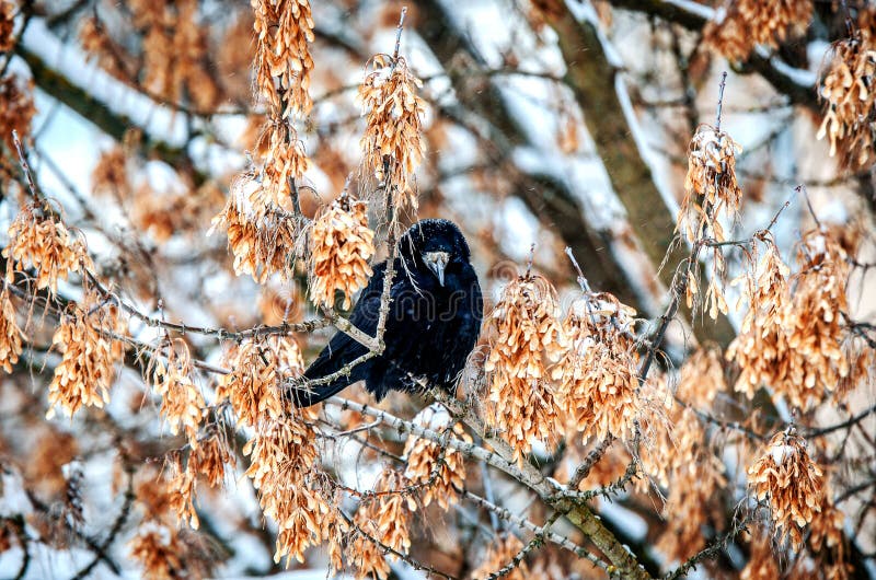 A Large Crow Sitting on a Tree Branch. Stock Image - Image of leaf ...